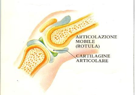 SISTEMA SCHELETRICO - Mappa Concettuale